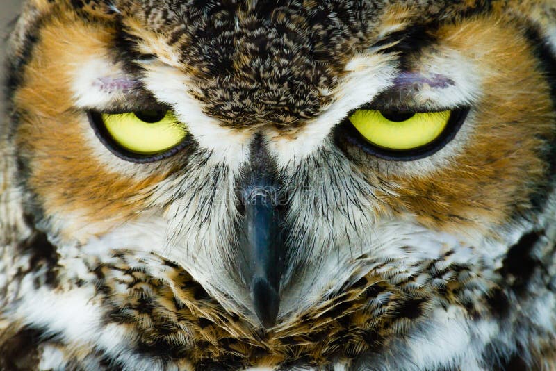 Half Face Eagle Owl Stock Photos - Free & Royalty-Free Stock Photos ...
