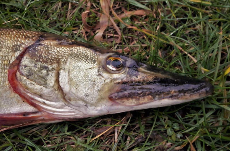 Closeup Shot of the Head of a Pike Fish on the Grass Stock Image ...