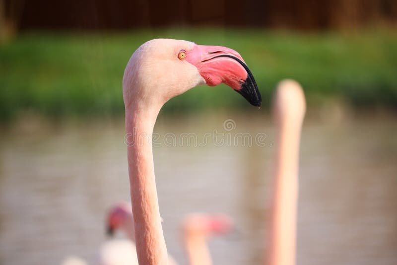 Closeup Shot of the Head of a Pink Flamingo in Front of the Water Stock ...
