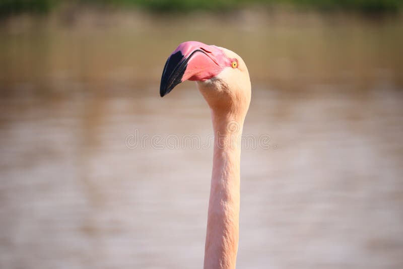 Closeup Shot of the Head of a Pink Flamingo in Front of the Water Stock ...