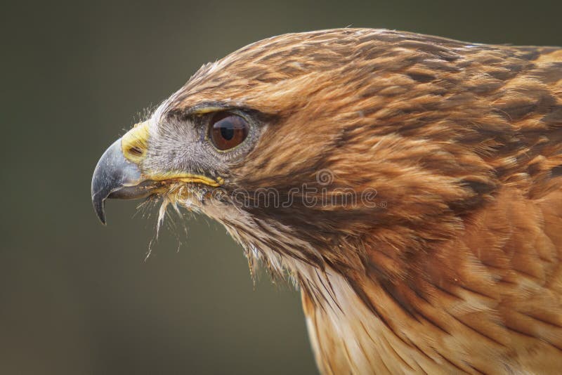 Closeup Shot of the Head of the Red Tail Hawk Looking for Food Stock ...