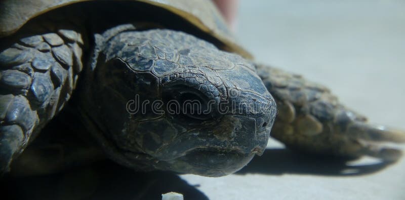 Closeup Shot of the Head of a Turtle with a Blurred Background Stock ...