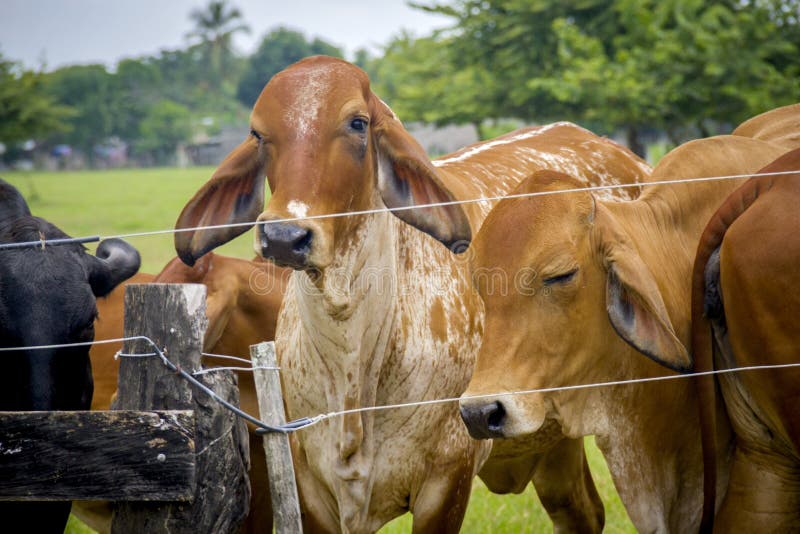 Closeup Shot of a Herd of Brahman Cattle in a Green Farm Stock Photo ...