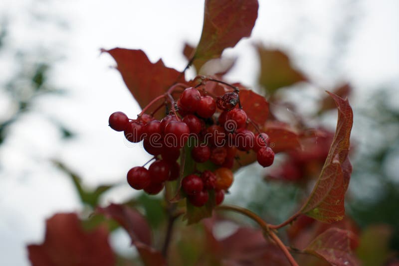 The cranberry branch stock photo. Image of autumn, copy - 60212714