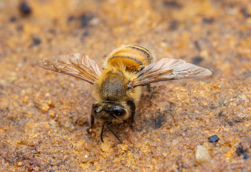 Closeup Shot of a Honey Bee on a Rock Stock Image - Image of outdoors ...