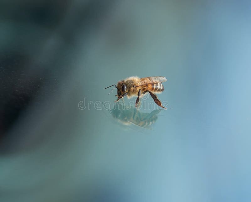Bee Mirror Stock Illustrations – 101 Bee Mirror Stock Illustrations ...