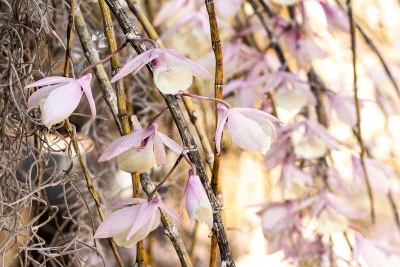 Hooded Orchid Stock Photos - Free & Royalty-Free Stock Photos from ...