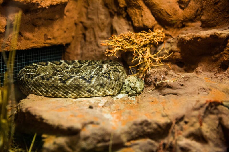 Snake in rocks stock photo. Image of adaptation, aquarium - 112235904
