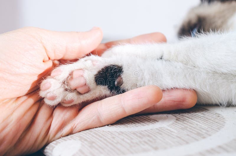 729 Human Hand Holding Cat Paw Stock Photos - Free & Royalty-Free Stock ...