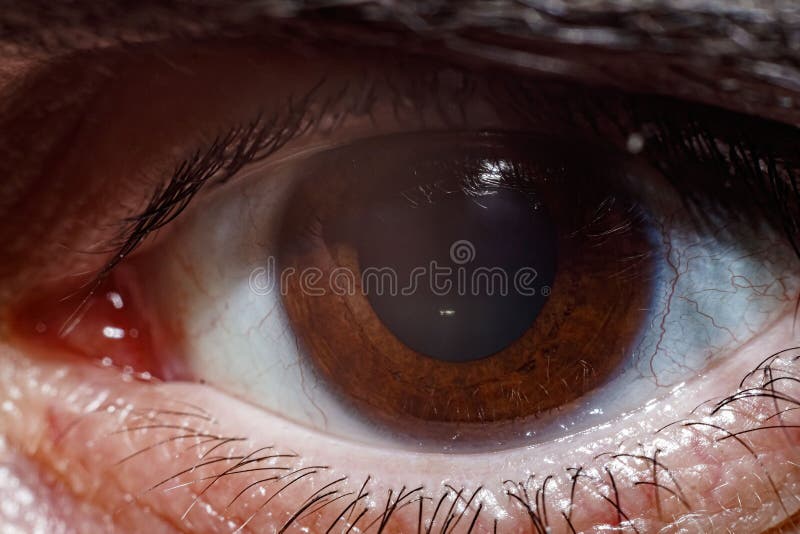Closeup Shot of a Human S Brown Eye Stock Photo - Image of studio ...