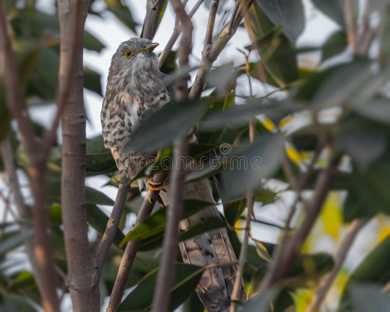 Closeup Shot of an Indian Cuckoo Resting on the Tree Stock Image ...