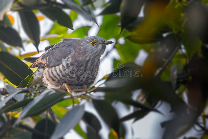 Closeup Shot of an Indian Cuckoo Resting on the Tree Stock Photo ...