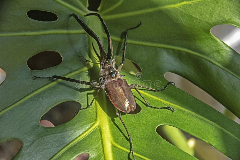 Closeup Shot of an Insect Standing on the Big Green Leaf Stock Photo ...