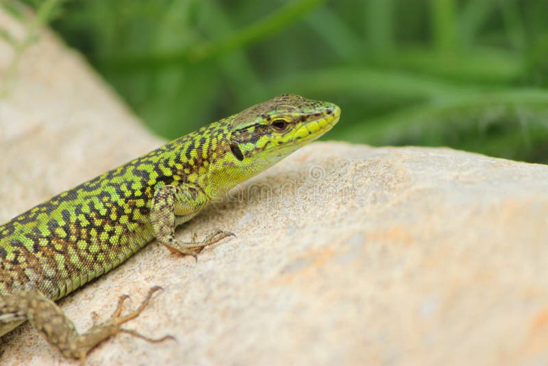 Closeup Shot of an Italian Wall Lizard Crawling on the Rocks Stock ...