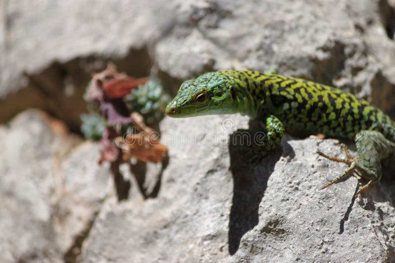 Closeup Shot of an Italian Wall Lizard Crawling on the Rocks Stock ...