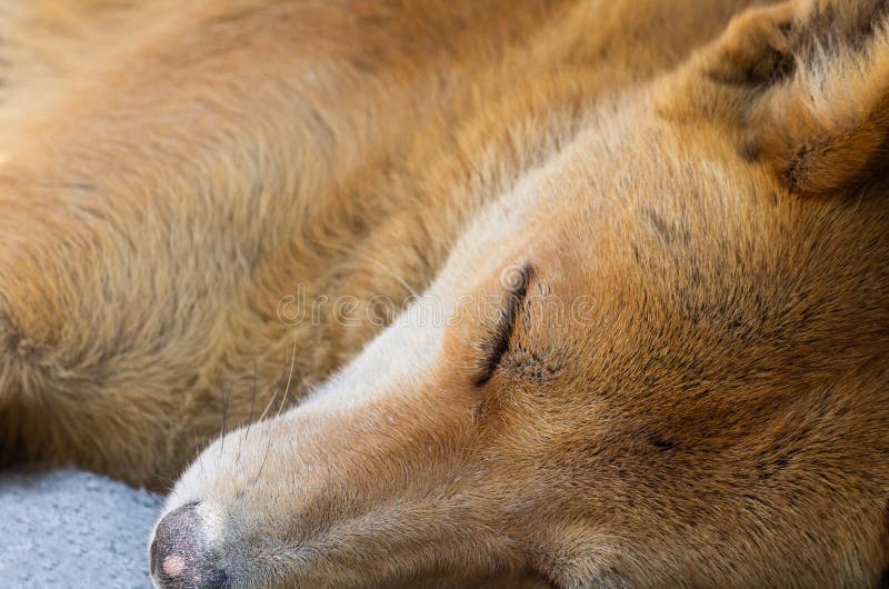 Sleeping Jackal Stock Photos - Free & Royalty-Free Stock Photos from ...