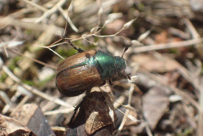 Closeup Shot of Japanese Beetle on a Plant Stock Image - Image of ...