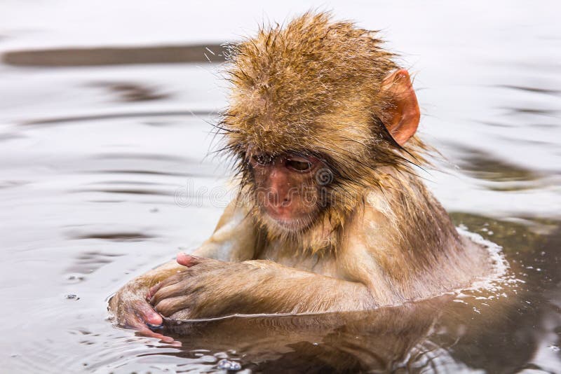 Closeup Shot of a Japanese Macaque Swimming in a Cold Water Stock Photo ...