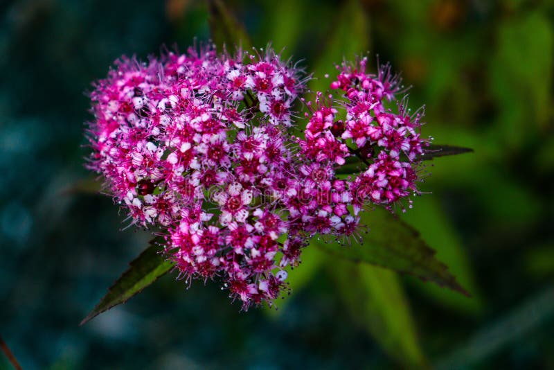 Closeup Shot of the Japanese Spirea Flower Stock Image - Image of pink ...