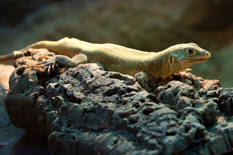 Jayakar Lizard Stock Photos - Free & Royalty-Free Stock Photos from ...
