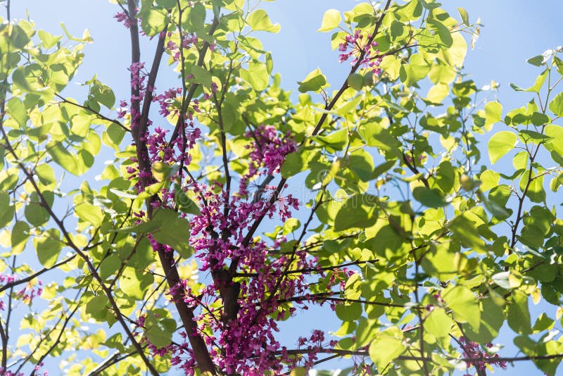 Closeup Shot of a Judas Tree Stock Photo - Image of green, closeup ...