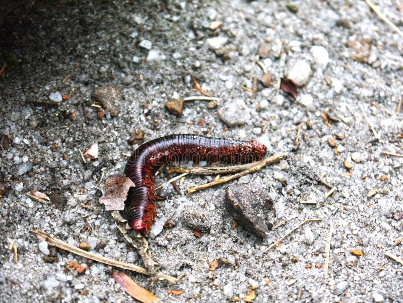 Closeup Shot of a Julida Millipede Crawling on the Ground Stock Image ...