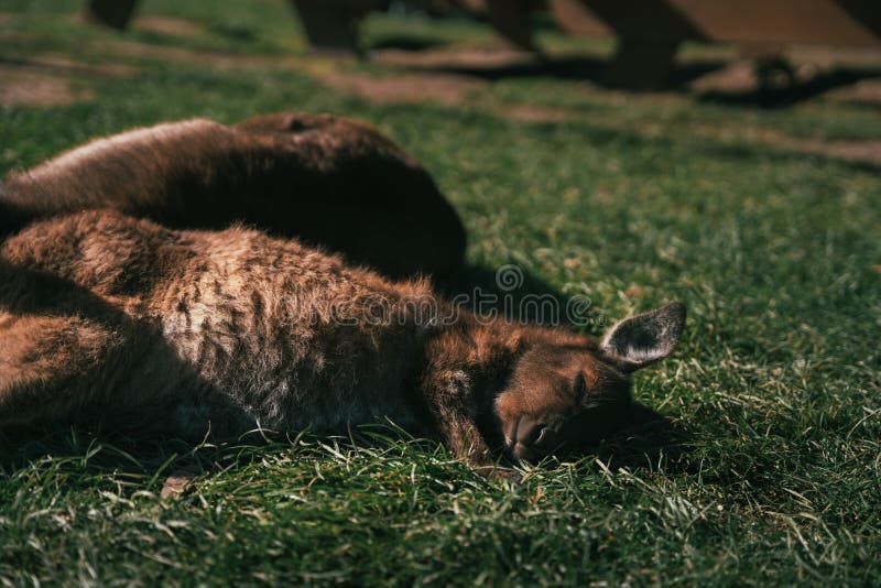 Closeup Shot of a Kangaroo Laying on Grass Stock Photo - Image of ...