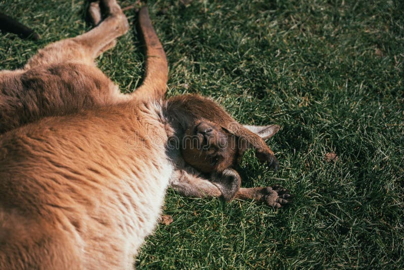 Closeup Shot of a Kangaroo Laying on Grass Stock Photo - Image of close ...