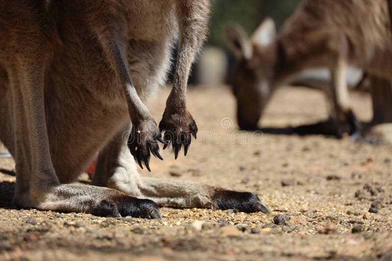 Closeup Shot of Kangaroo Paws and Legs Standing on a Sandy Surface ...