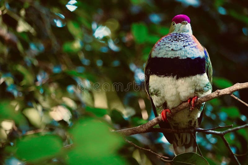 Closeup Shot of a Kereru Bird Stock Image - Image of wildlife, forest ...