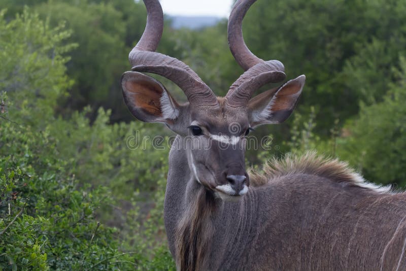 Closeup Shot of a Kudu Under the Sunlight Stock Image - Image of black ...