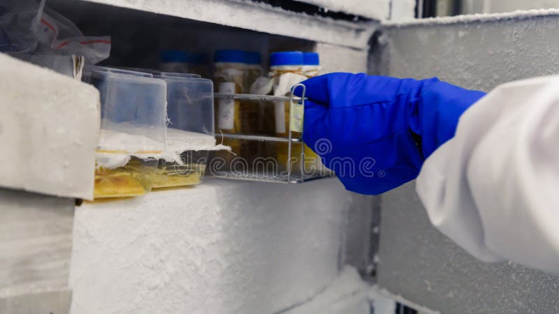 Closeup Shot of a Laboratory Worker Incubating Corona Viral Samples ...
