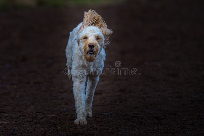136 Labradoodle Walking Stock Photos - Free & Royalty-Free Stock Photos ...