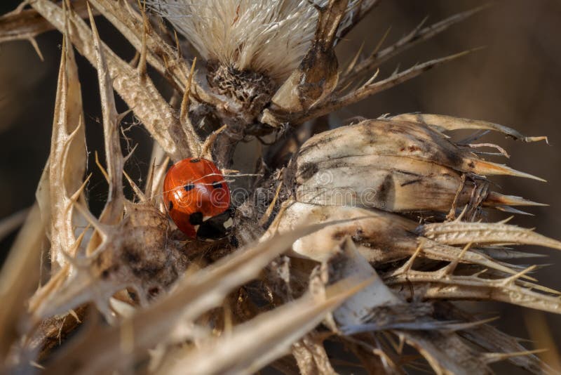 Closeup Shot of a Ladybug in the Natural Environment. Stock Image ...
