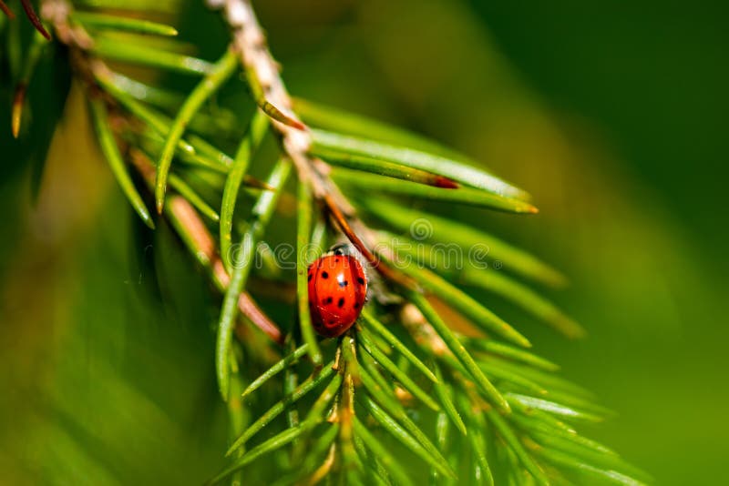 2,202 Ladybug Tree Branch Stock Photos - Free & Royalty-Free Stock ...