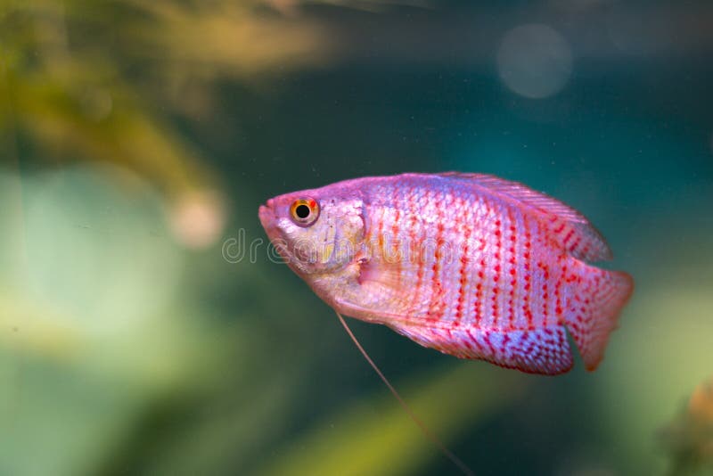 Closeup Shot of a Lalius Fish on the Aquarium Stock Photo - Image of ...