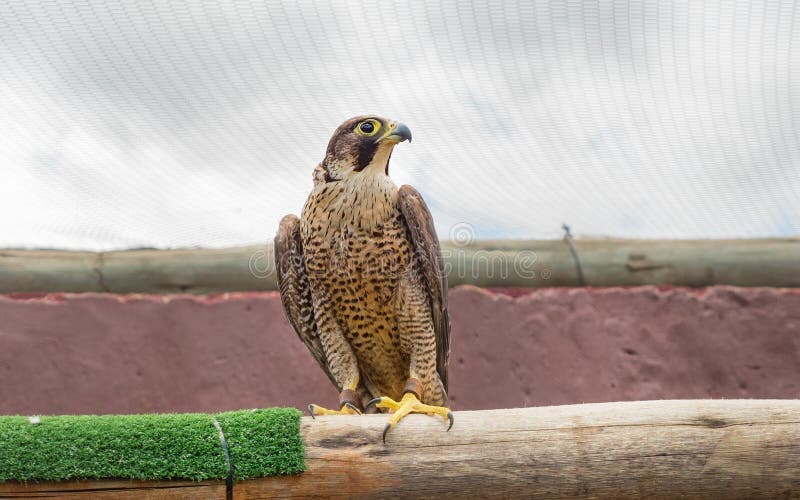 Closeup Shot of Lanner Falcon Standing on the Trunk Stock Photo - Image ...