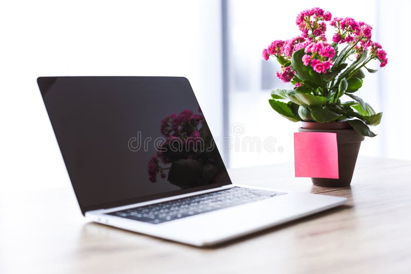 Closeup Shot of Laptop with Blank Screen and Flowers in Pot with Empty ...