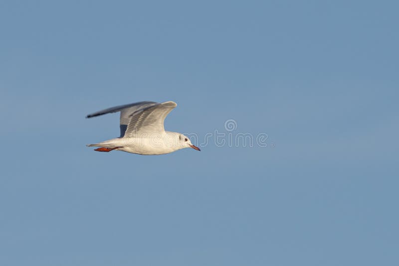 Closeup Shot of a Laughing Gull with the Wings Spread Up Flying High in ...