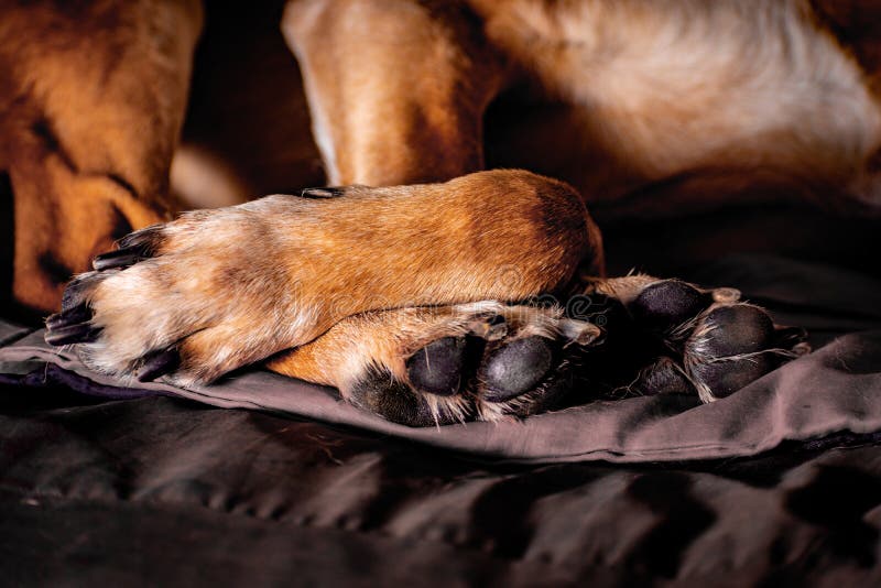 Dogs Paws and Bowl of Dry Nutrition. Pet Food Concept Stock Photo ...