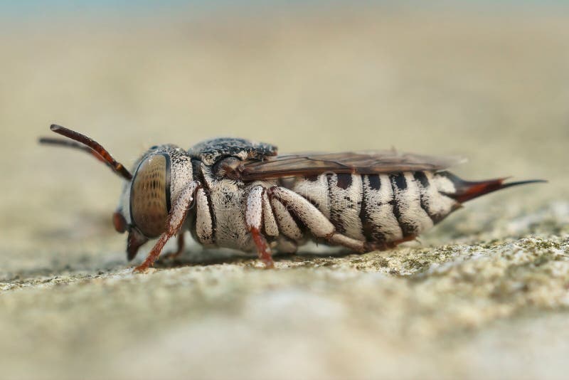 Leaf-cutting Atta ant stock photo. Image of rainforest - 1110542