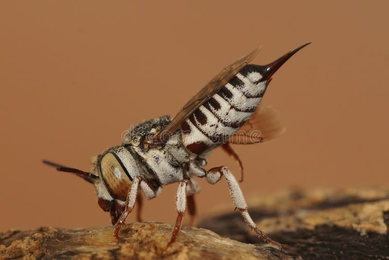 Leaf-cutting Atta ant stock photo. Image of rainforest - 1110542