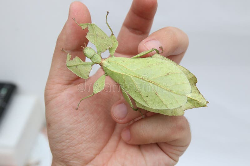 Closeup Shot of a Leaf Insect on the Man Hand Against a White ...