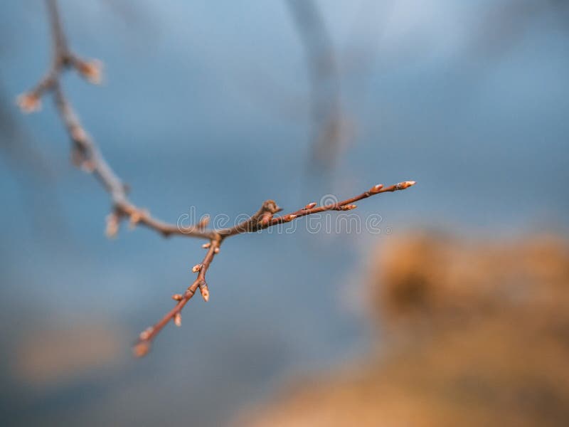 Closeup Shot of a Leafless Tree Branch - Great for a Background Stock ...