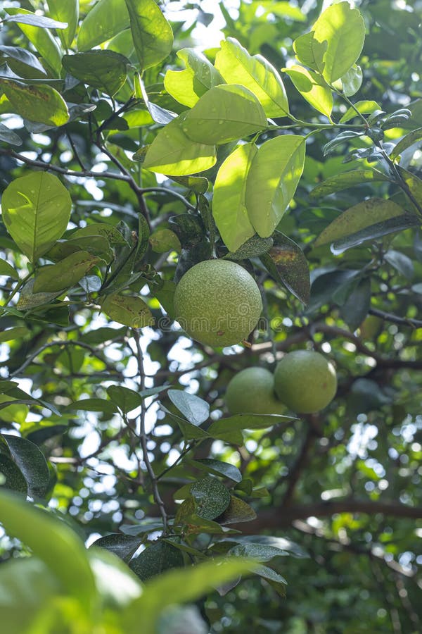 Closeup Shot of a Lemon Tree Growing in a Park Stock Image - Image of ...