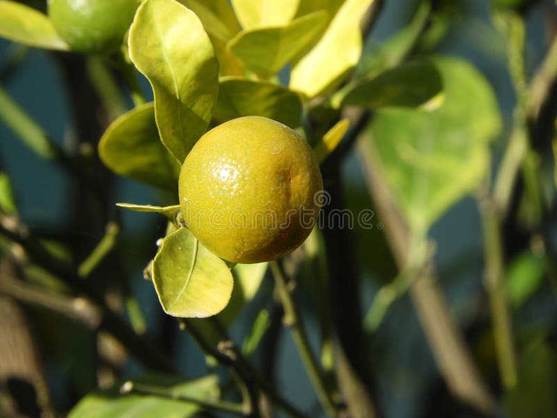 Closeup Shot of a Lemon in a Tree in Sunlight Stock Photo - Image of ...