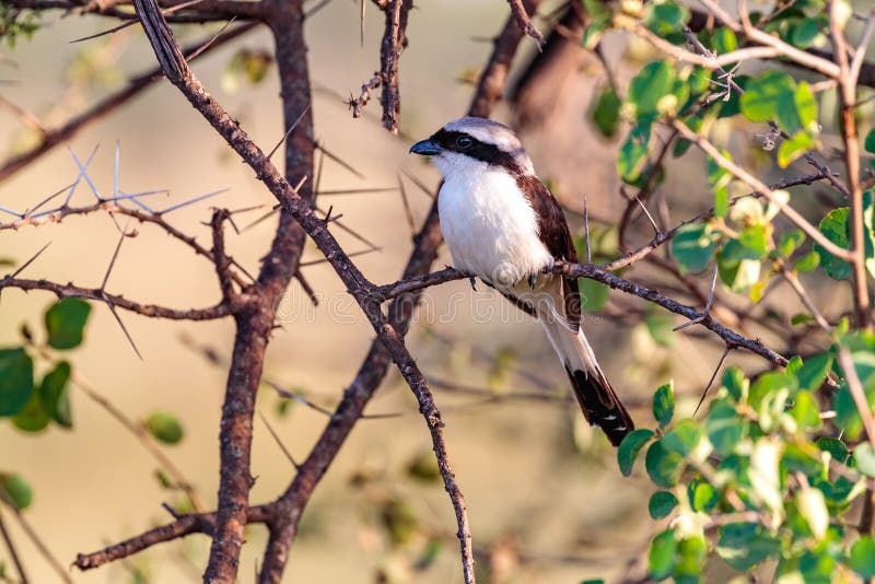 Closeup Shot of a Lesser Grey Shrike Bird on a Tree Branch Stock Image ...