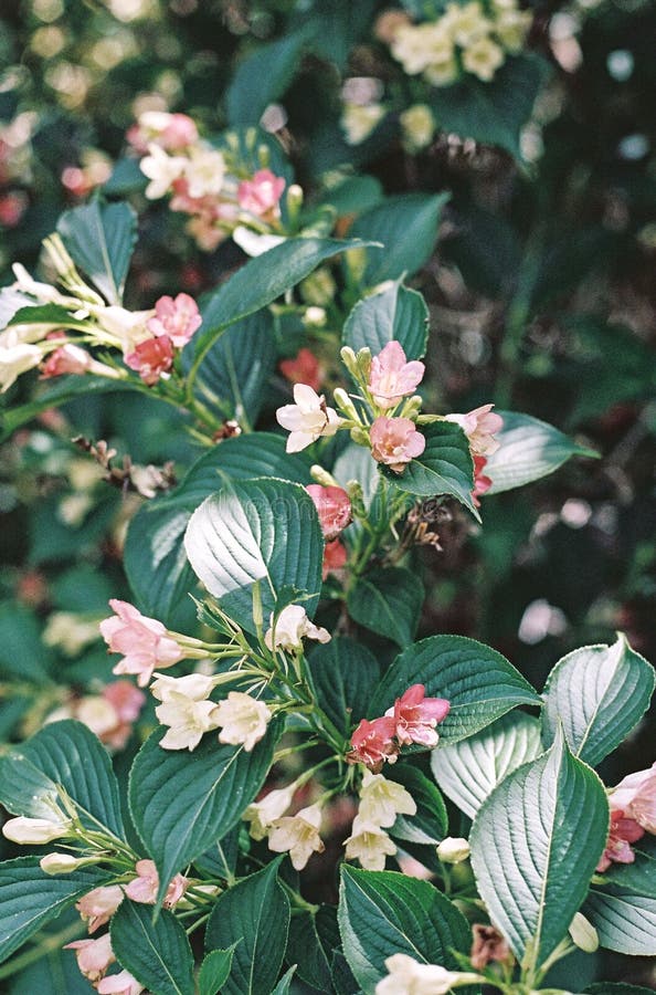 Closeup Shot of Light Pink Weigela Stock Image - Image of green, spring ...