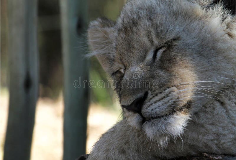 Lion Cub With Eyes Closed stock photo. Image of fuzzy - 11111626