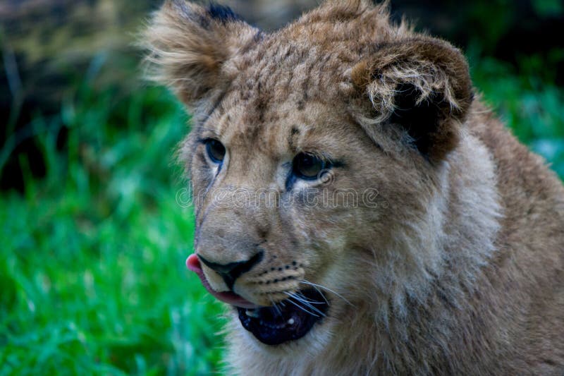 Closeup Shot of a Lion Cub Licking Its Lips Stock Image - Image of ...